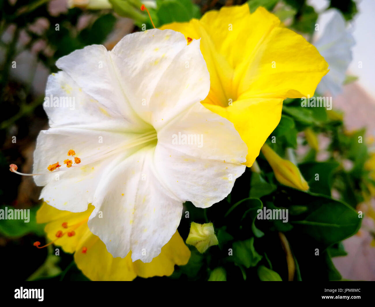 Mirabilis jalapa white hi-res stock photography and images - Alamy