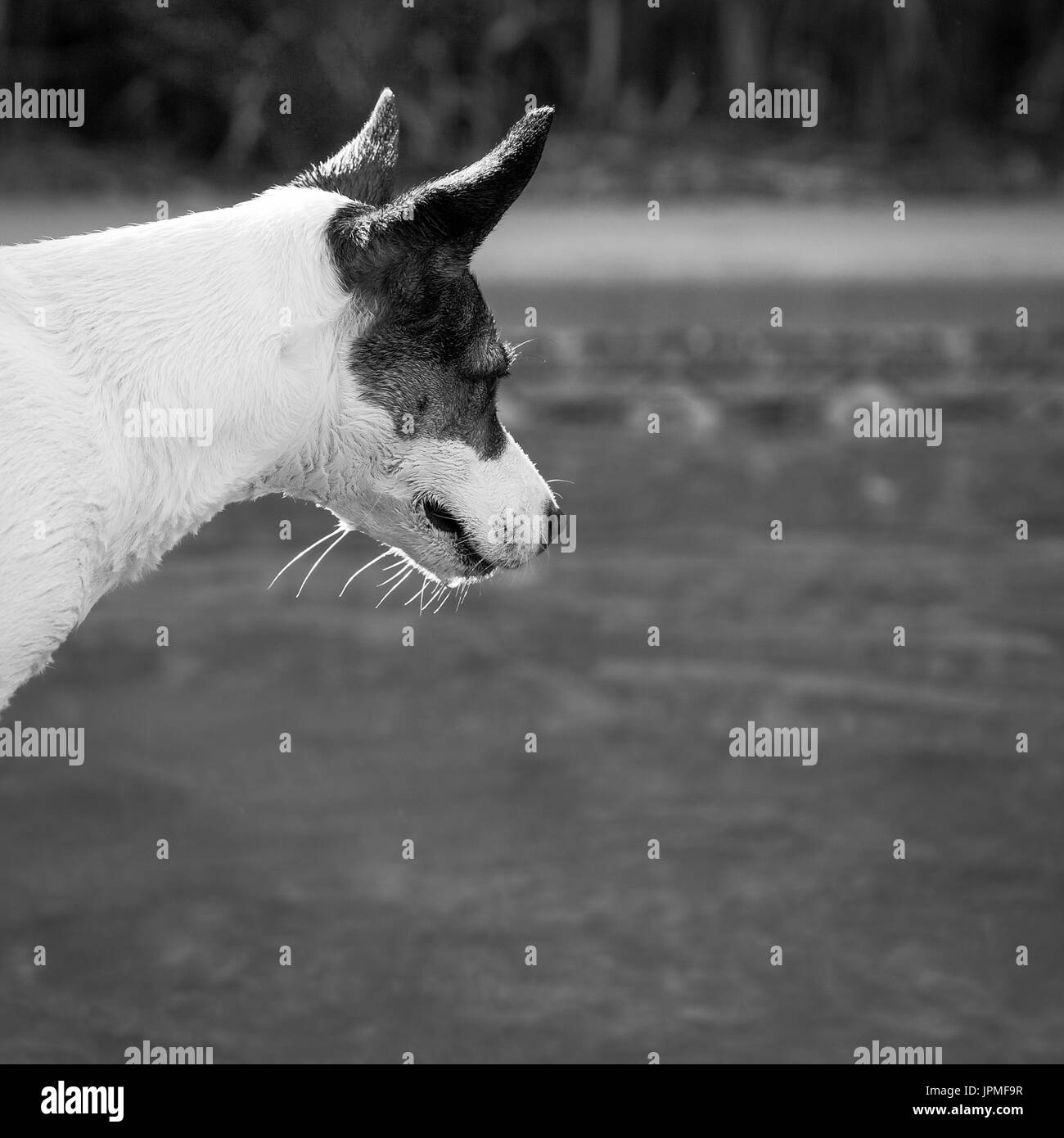 Dog pool Black and White Stock Photos & Images - Alamy