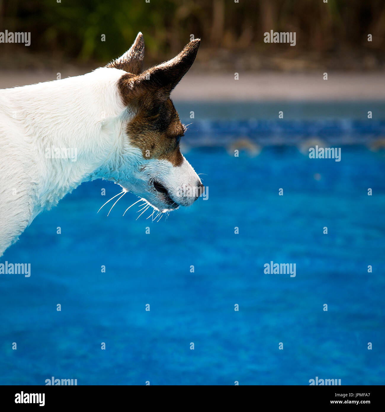 Side profile of Jack Russell Terrier dog looking at something in an ...