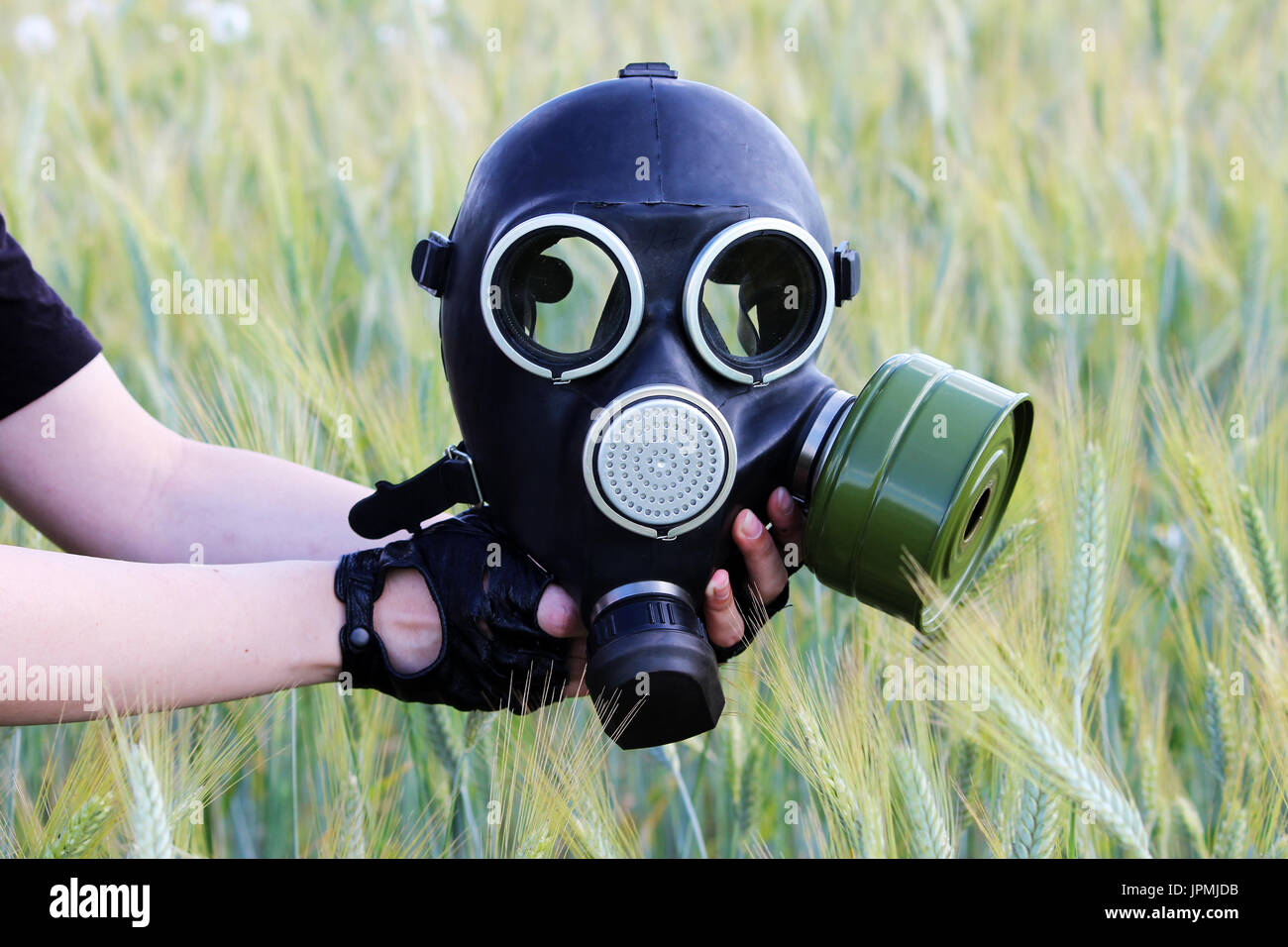 Gas mask opposite the wheat field. The concept of an environmental ...