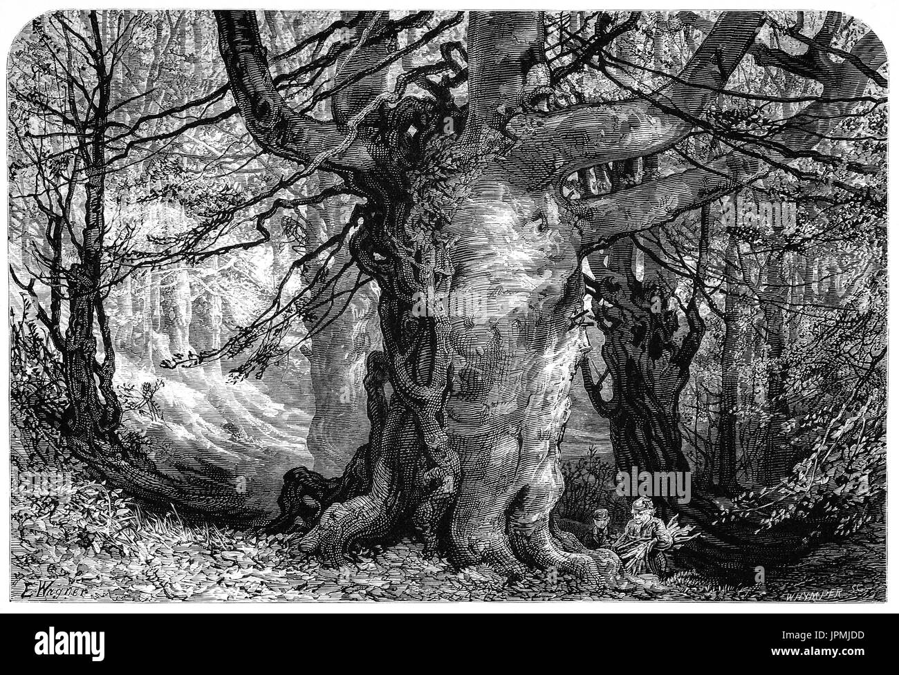 People in woodland uk Black and White Stock Photos & Images - Alamy