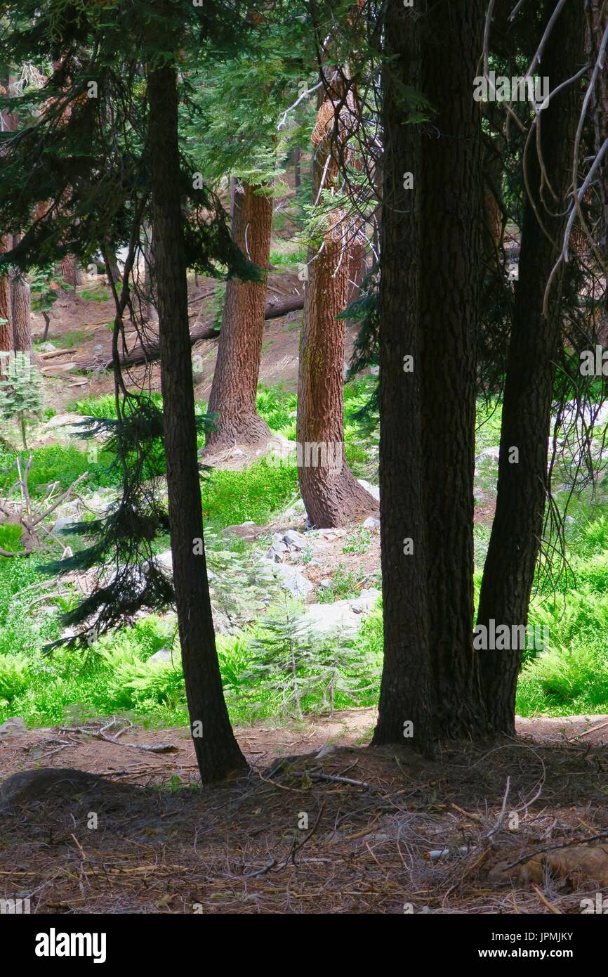 Graceful Curves, elegant tree trunks among ferns on a high mountain ...
