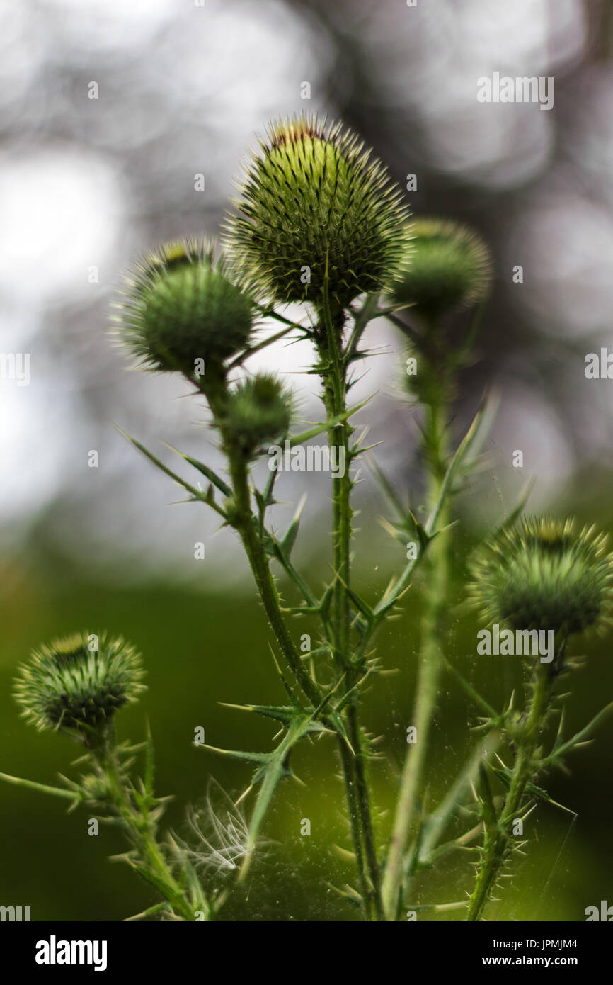 Roadside thstle hi-res stock photography and images - Alamy