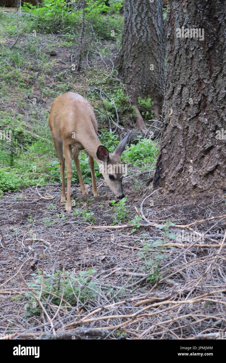 Mule deer browsing among pines, Sequoia National Monument, California ...