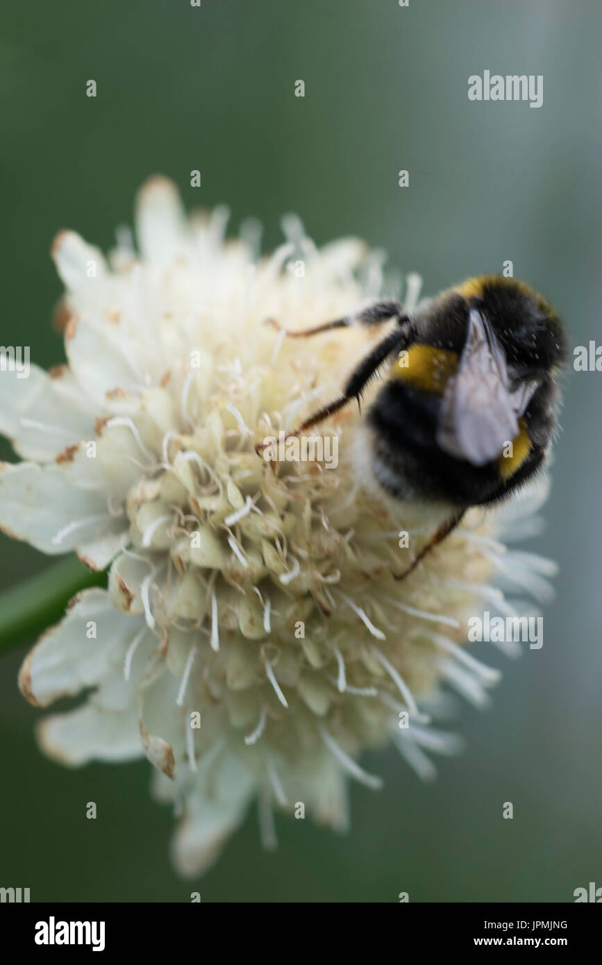 Plants for pollinating insects hi-res stock photography and images - Alamy