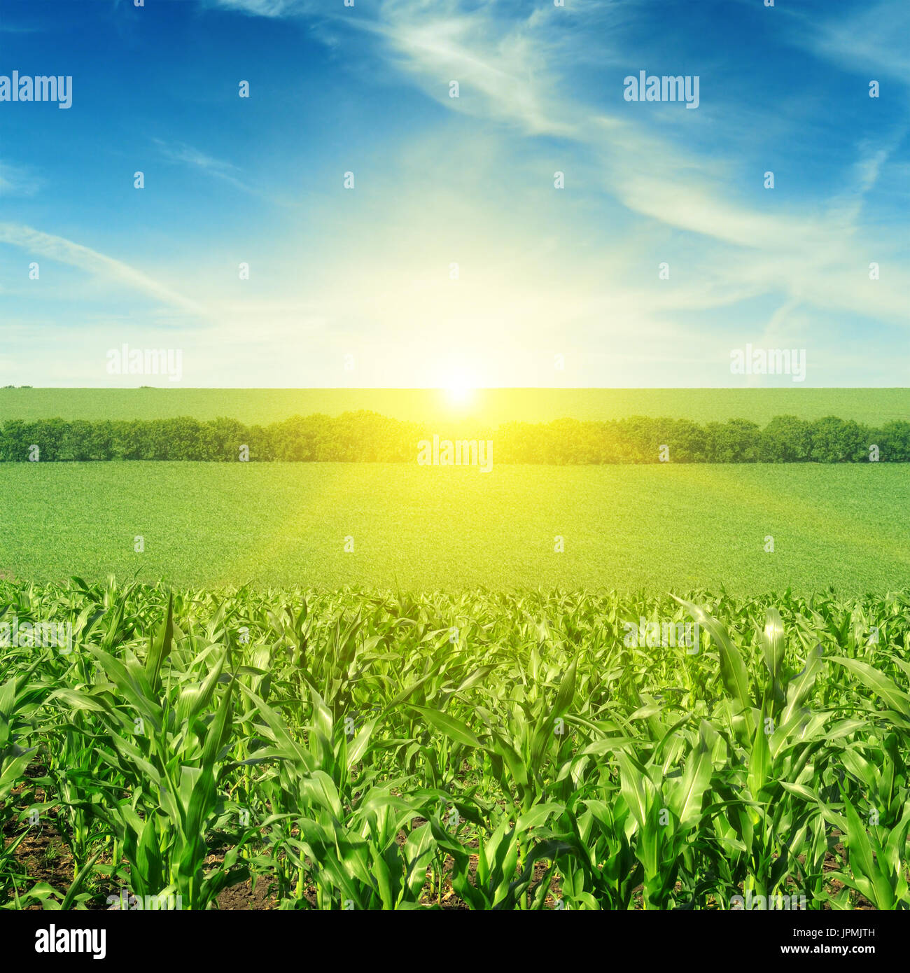 Indian forest sunset hi-res stock photography and images - Alamy