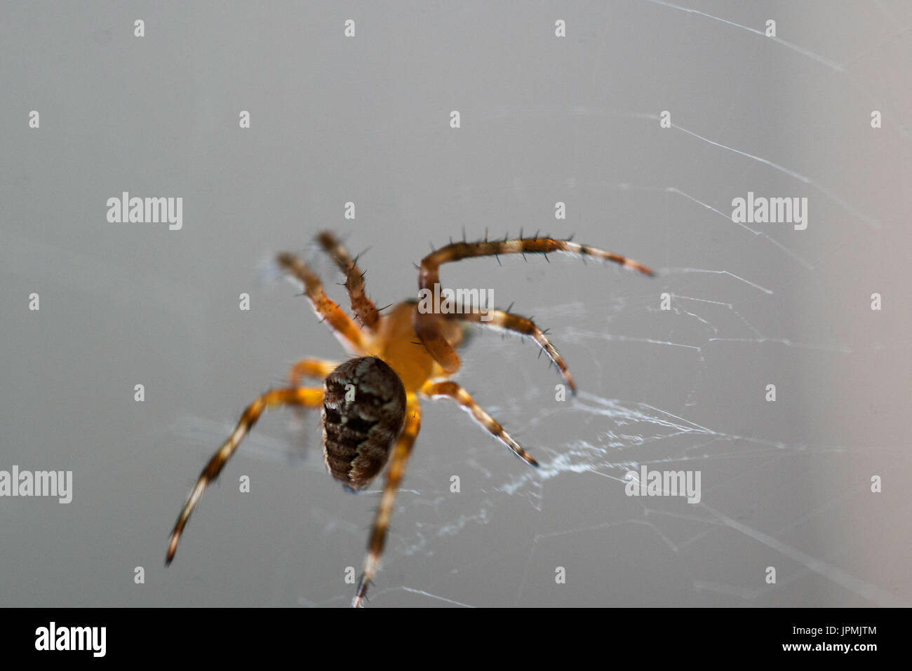 Spider in Web Stock Photo - Alamy