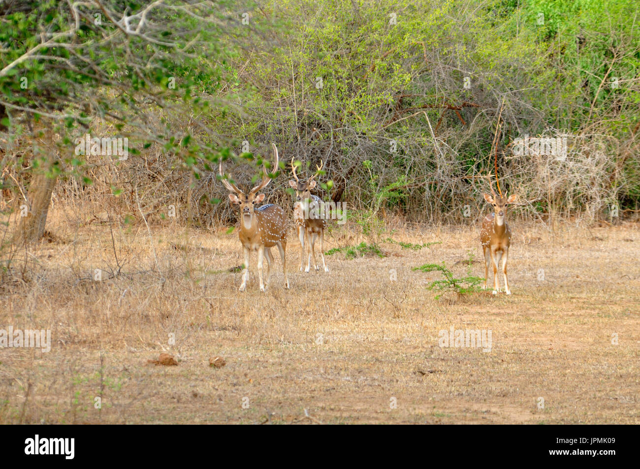 Asian deer hi-res stock photography and images - Alamy