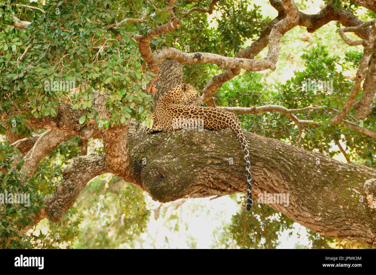 Awakening in this tree here in the wilds of Sri Lanka Awakening in this ...