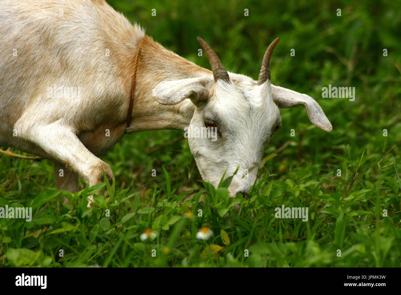 Kid goat chewing grass hi-res stock photography and images - Alamy