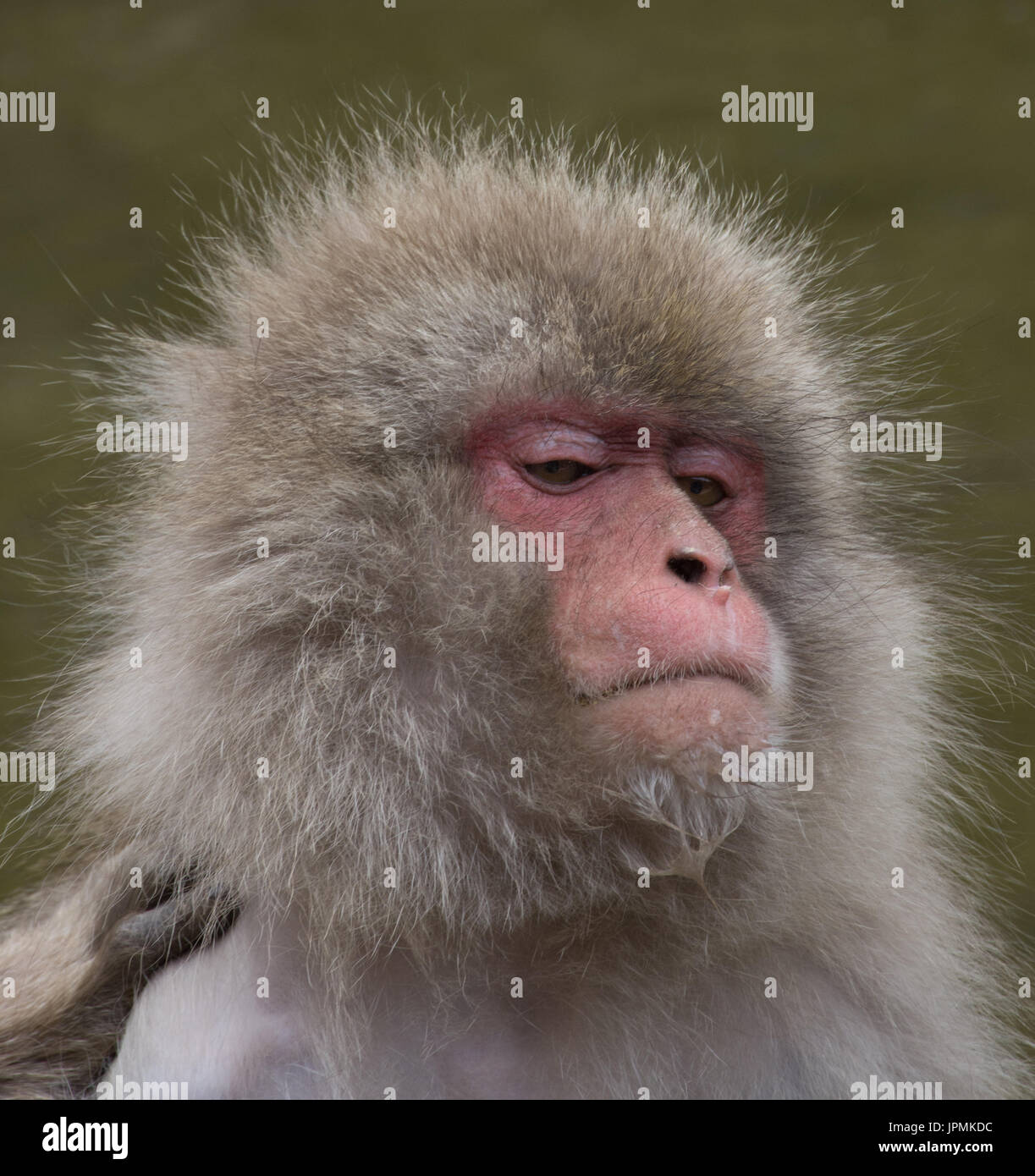 Close up of a snow monkey with water on its chin. Photographed with ...