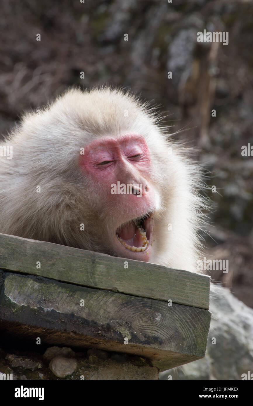 Macaca fuscata teeth hi-res stock photography and images - Alamy