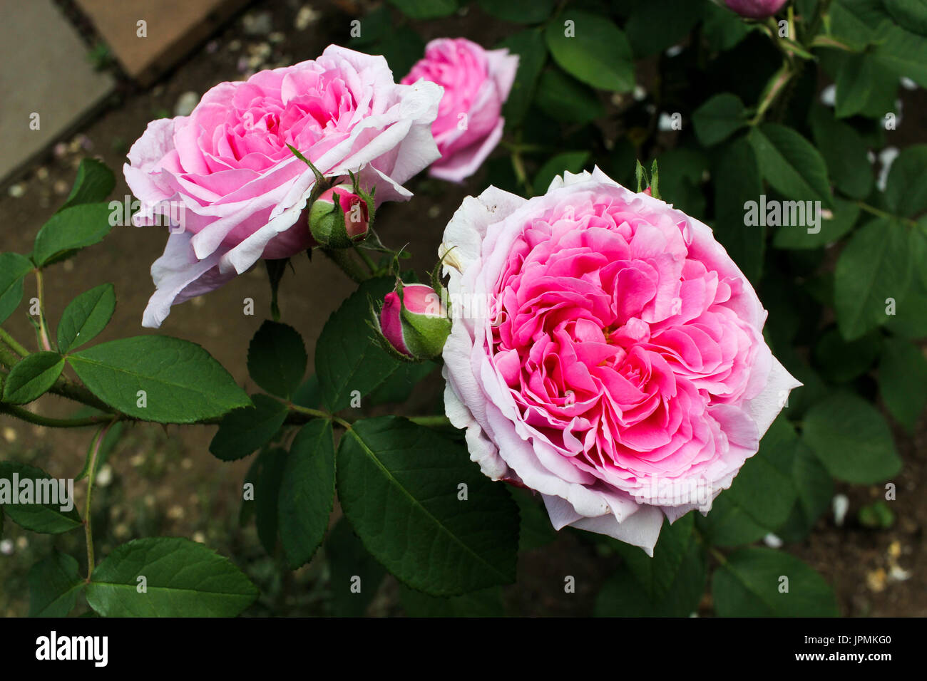 Rose garden, Fujikawaguchiko Japan Stock Photo - Alamy