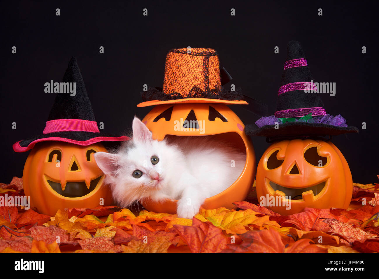 Fluffy white kitten peeking out of a pumpkin jack o lantern, two ...