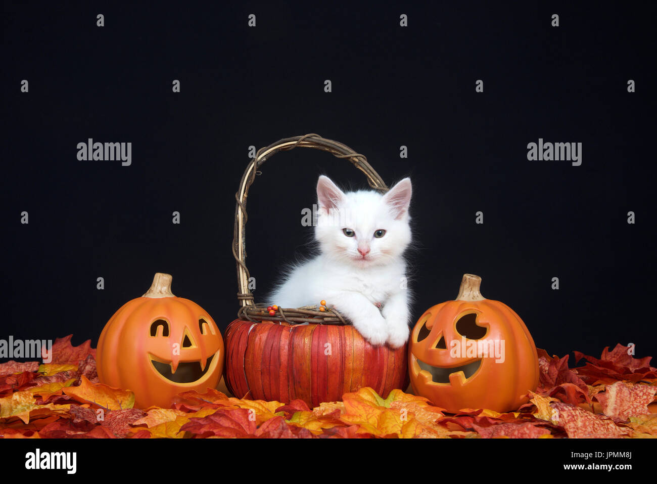 White kitten sitting in a pumpkin wicker basket with paws over edge ...