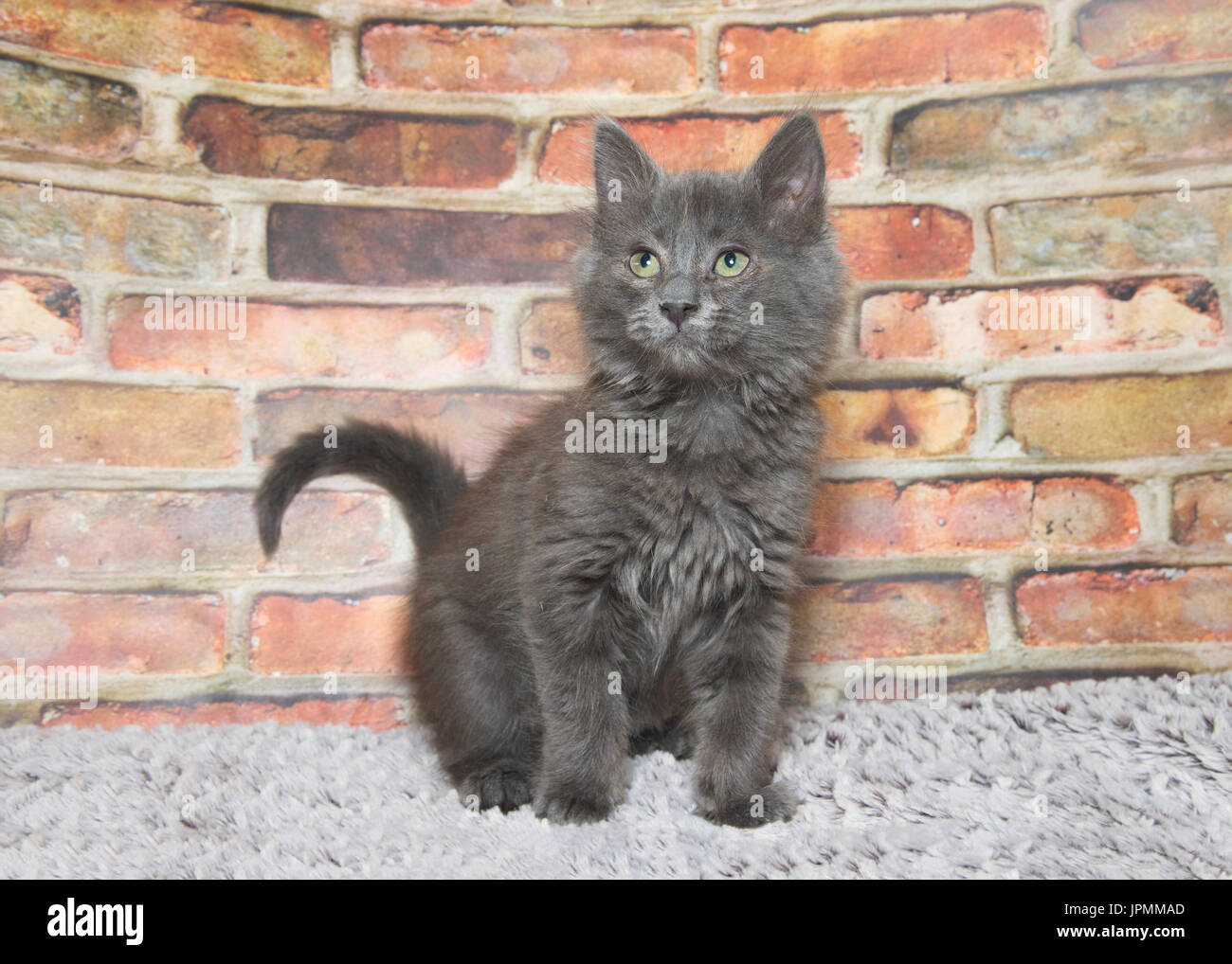 Small fuzzy gray kitten sitting on a gray fluffy carpet looking up and ...