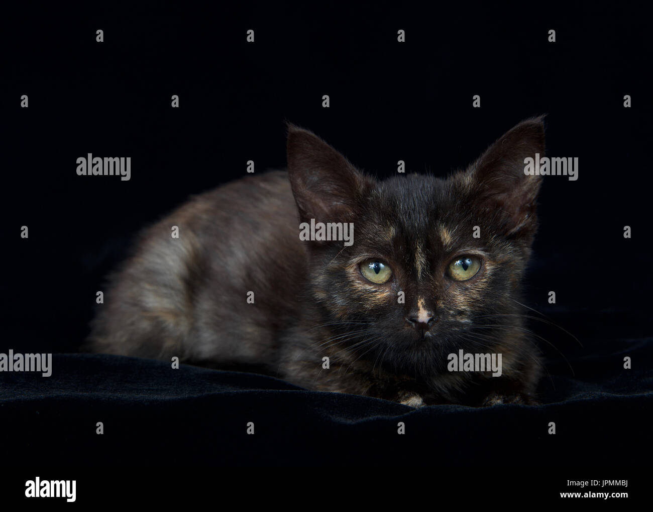 Black tortie tabby hi-res stock photography and images - Alamy