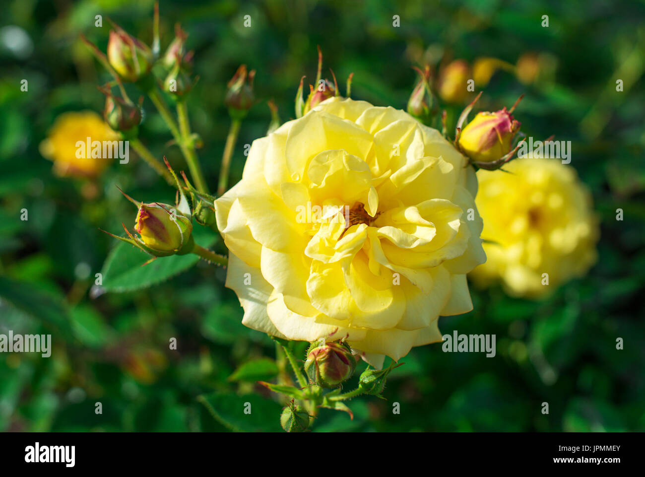 Yellow rose blooms hi-res stock photography and images - Alamy