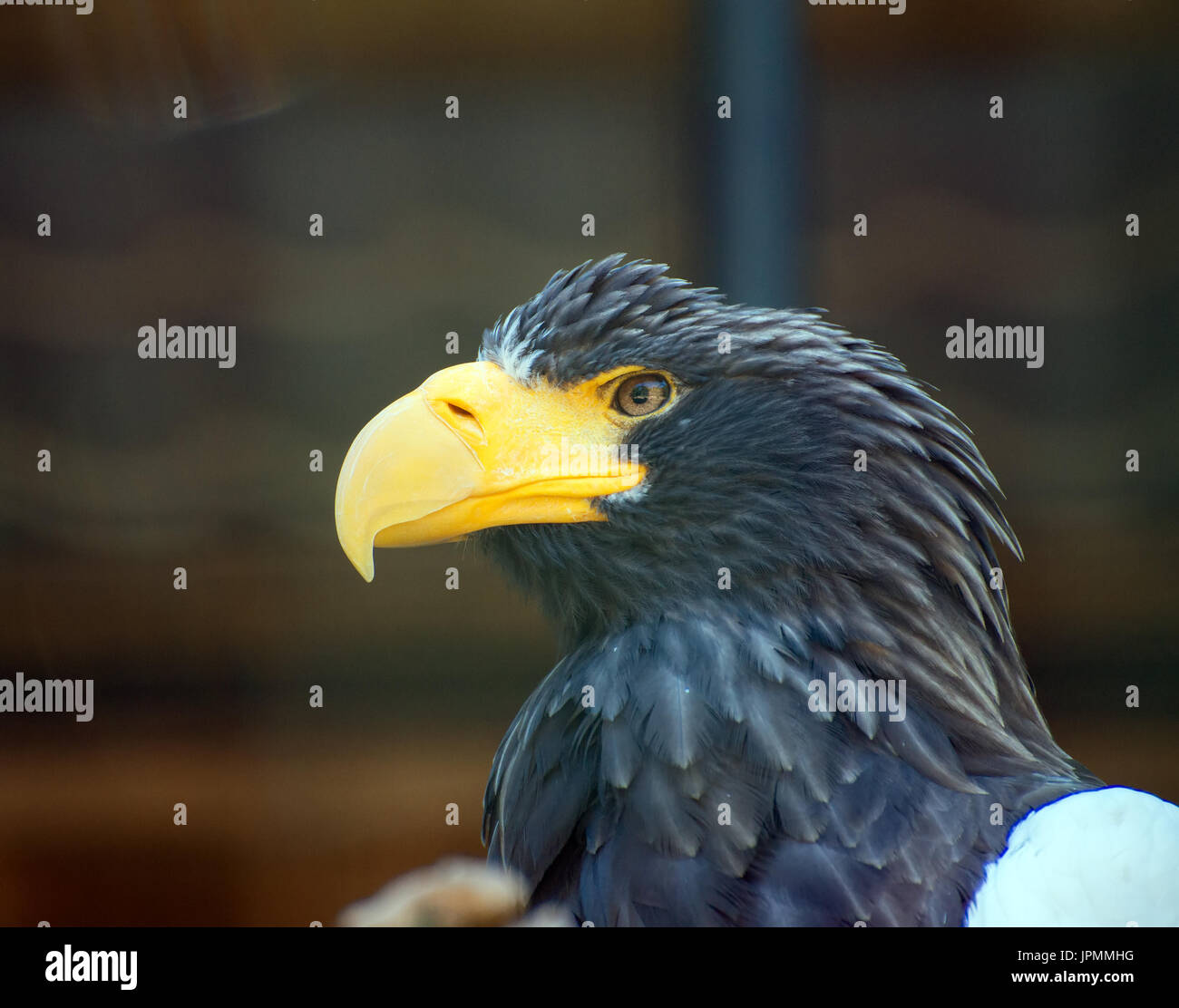 Portrait view of steller's sea-eagle Stock Photo - Alamy
