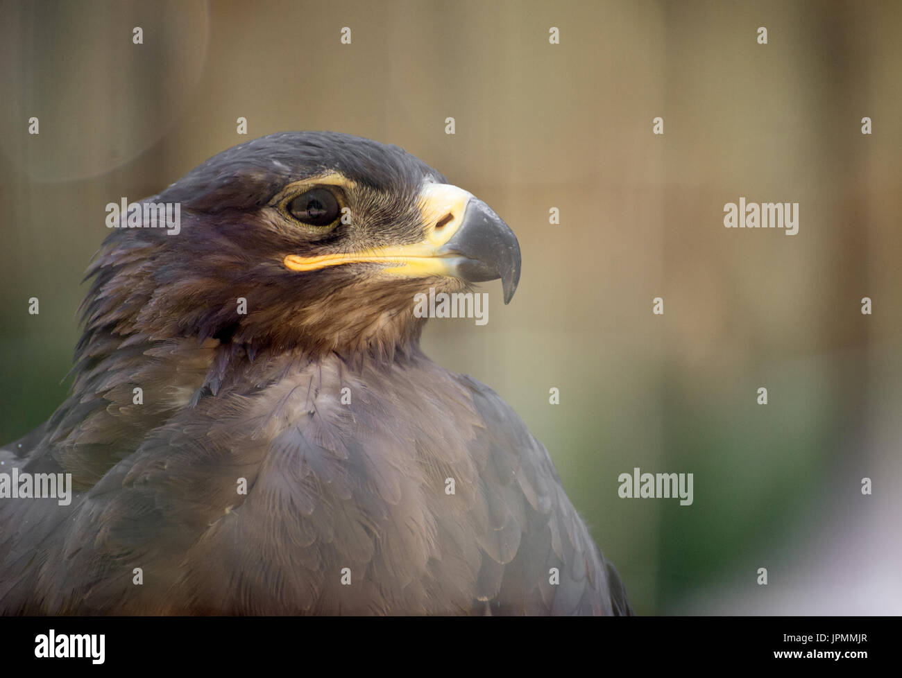 Portrait view of steppe eagle Stock Photo - Alamy