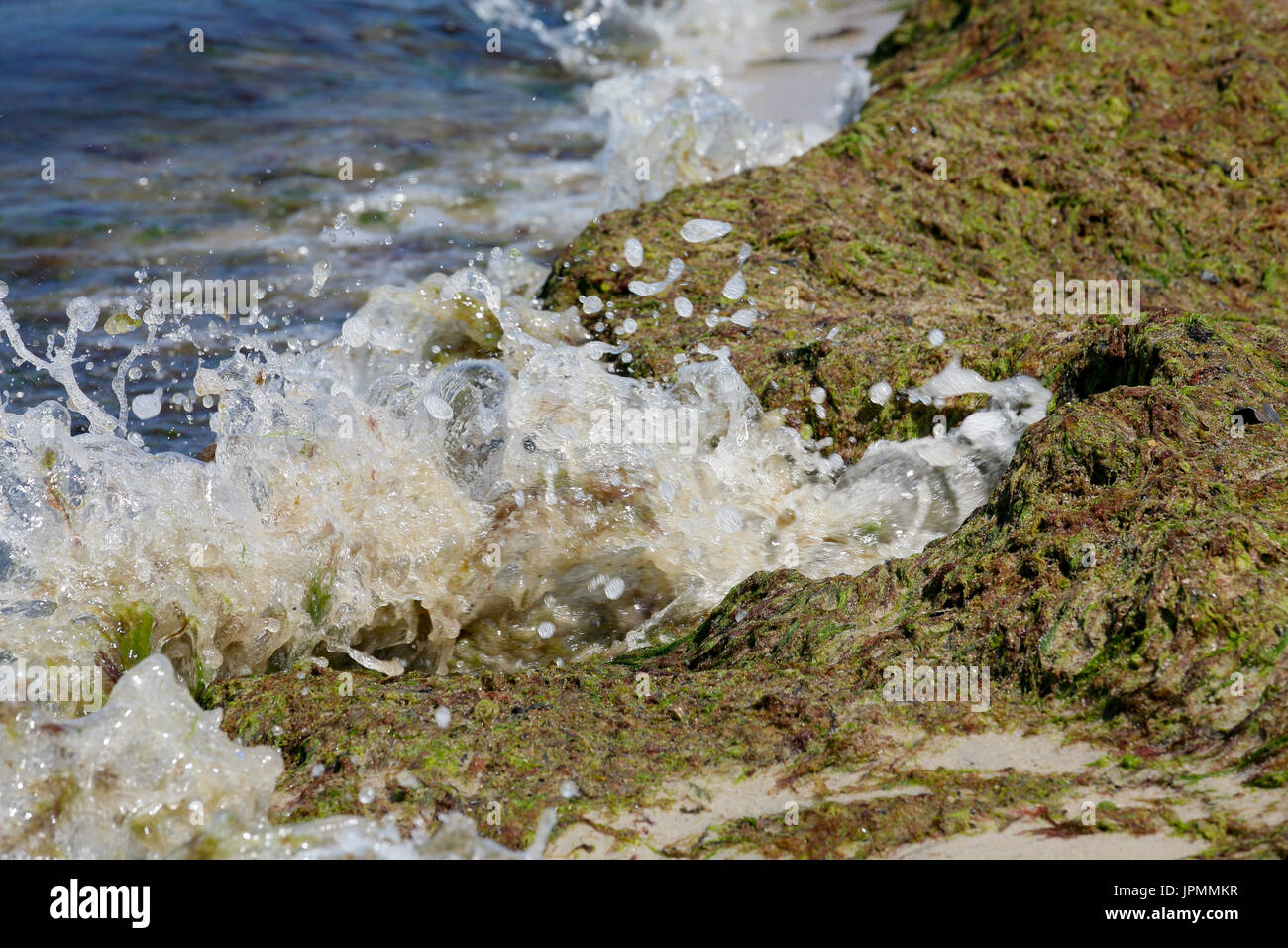 Sea waves splashing on a thick layer of a rotting seaweed that can be ...
