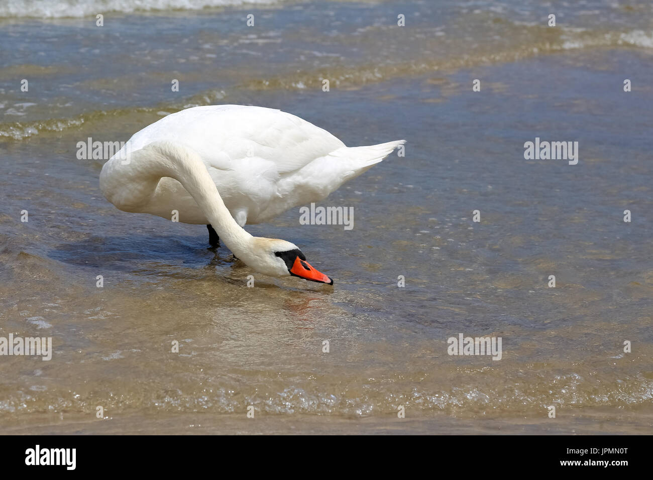 Alone swan on the beach try to drink sea water. It is seen at a beach ...