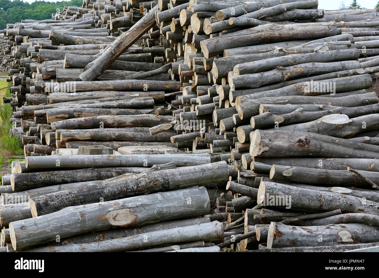 Wood stocks are stacked on the ground in the open air store Stock Photo ...