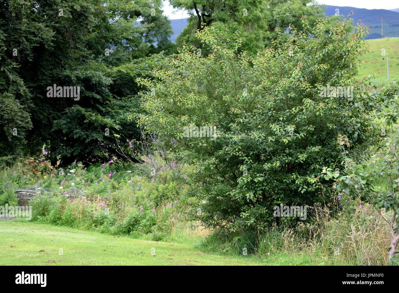 Twechar hill hi-res stock photography and images - Alamy