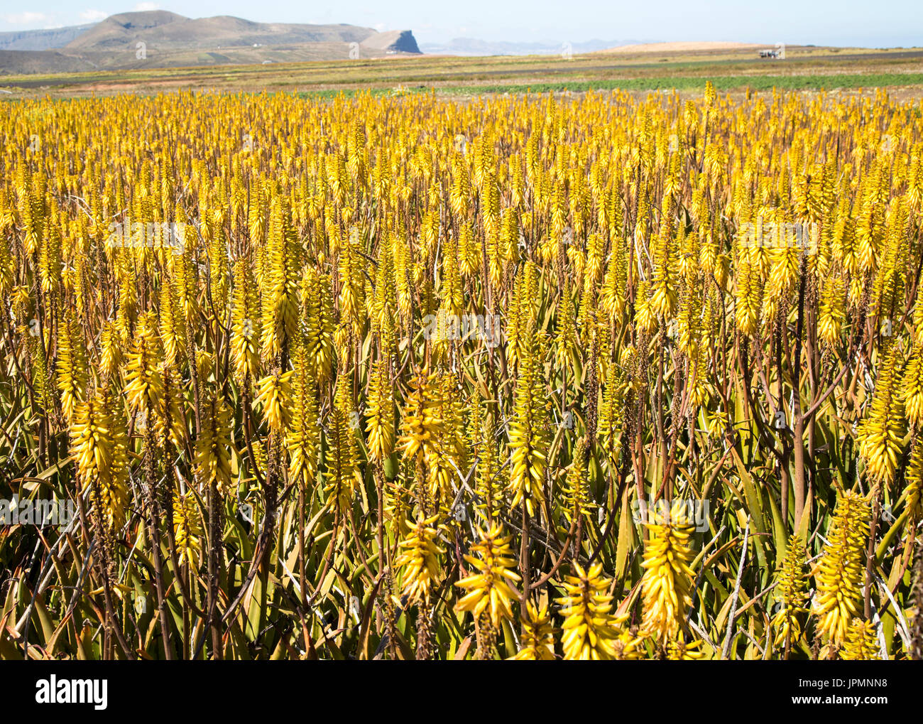 Aloe vera crop in flower with view of volcanoes in the distance ...
