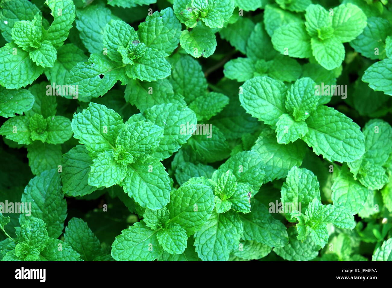 Fresh mint leaf background closeup. Growing organic garden Stock Photo ...