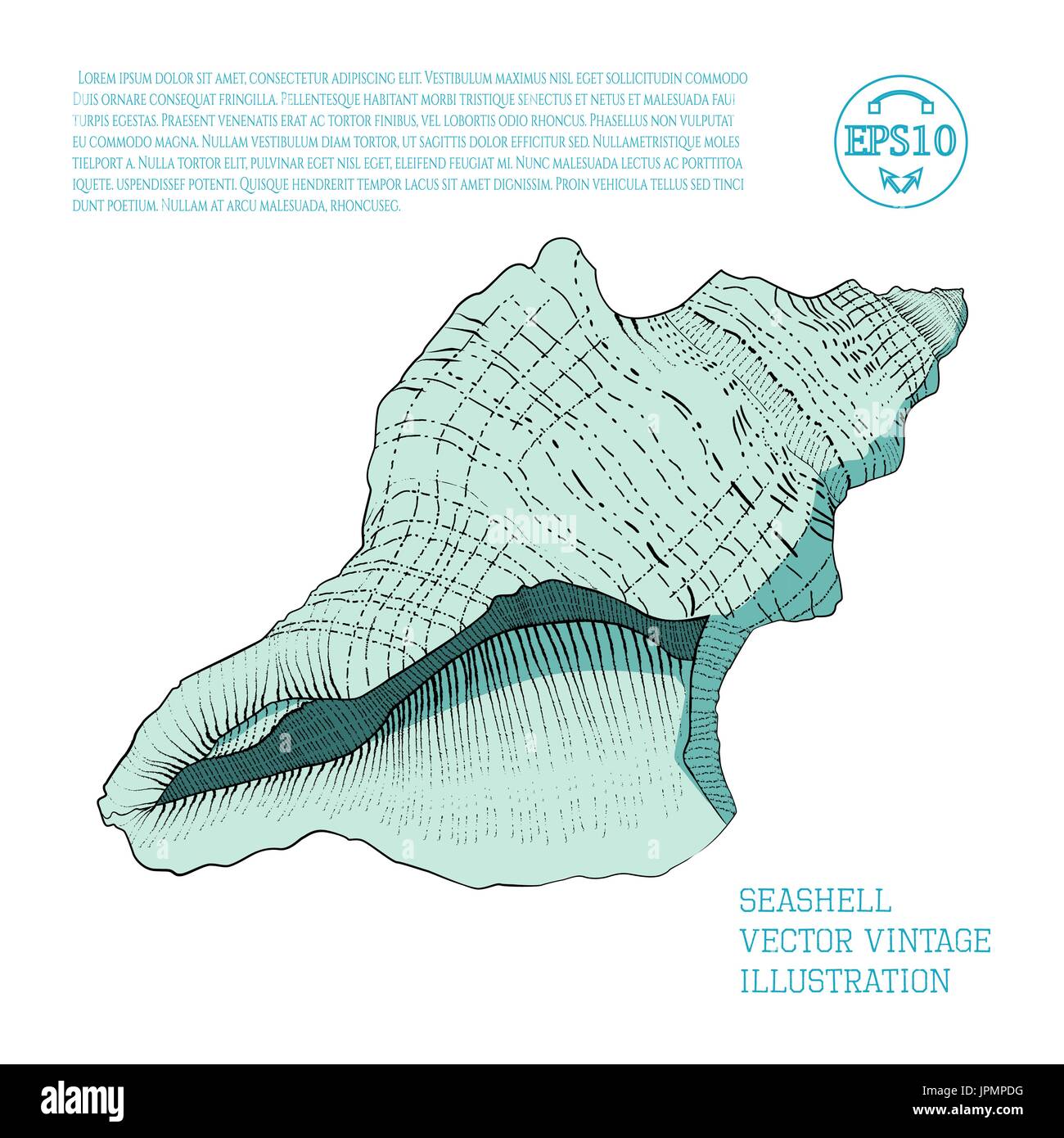 Seashell. Color vector vintage illustration with light and shadow ...