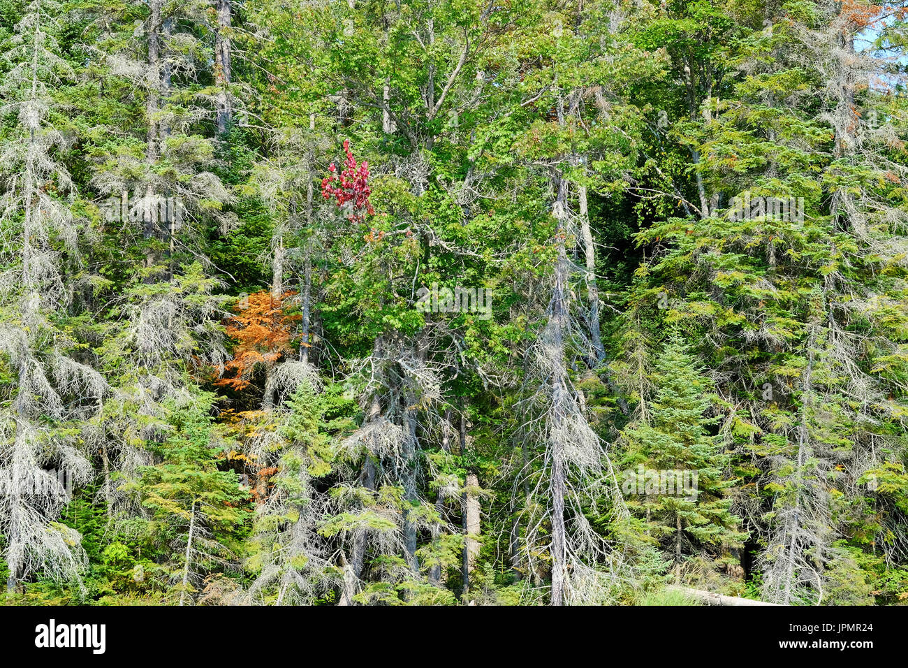 Early autumn fall color colour changes in a canadian pine forest Stock ...