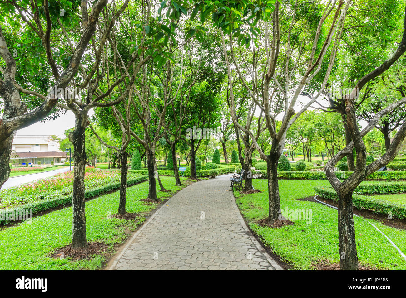 Pedestrian walkway for exercise lined up with beautiful tall trees in ...