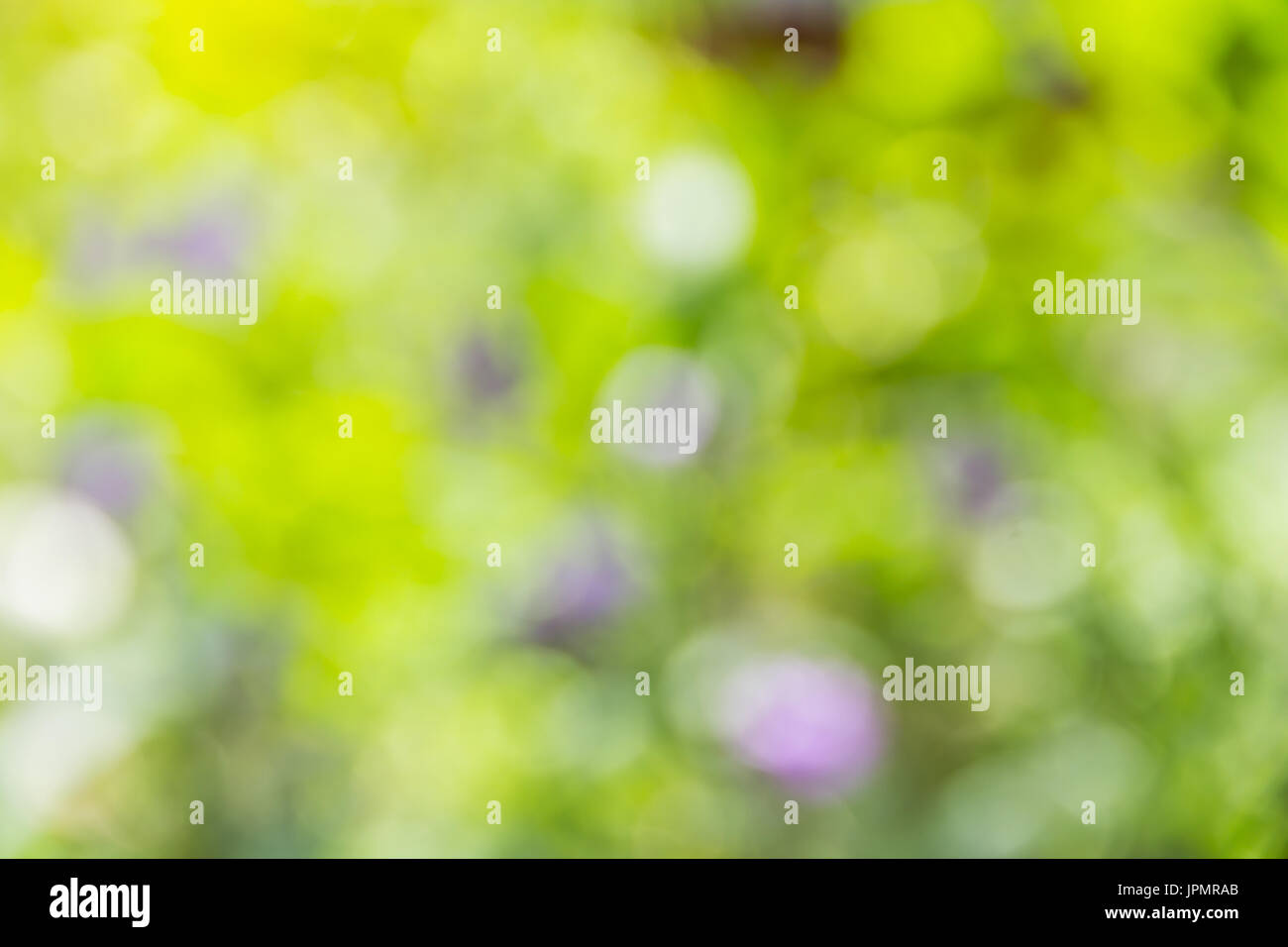 Abstract bokeh and blurred green nature background model is used to ...