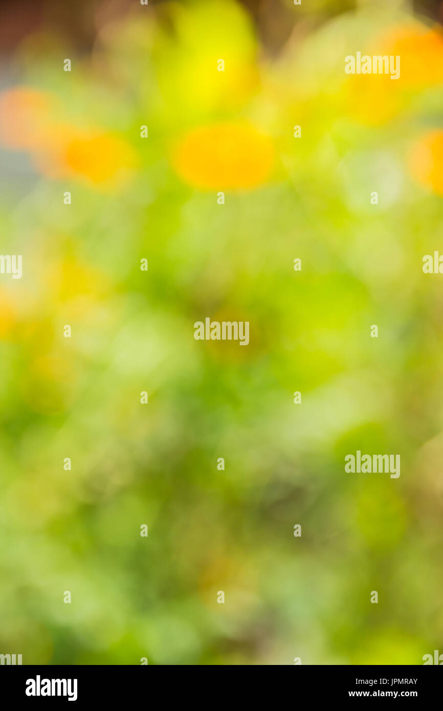 Abstract bokeh and blurred green nature background model is used to ...