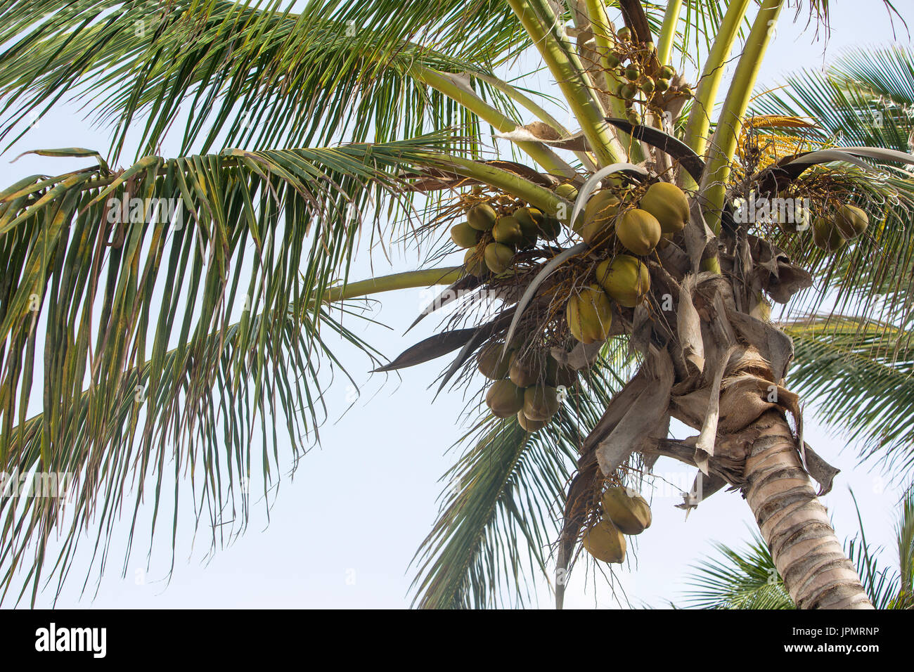 Coconuts Ripening. A well established coconut tree has a healthy crop ...