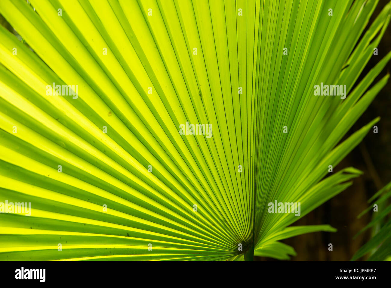 Licuala Grandis. A fan structured palm leaf of the Licuala Grandis ...