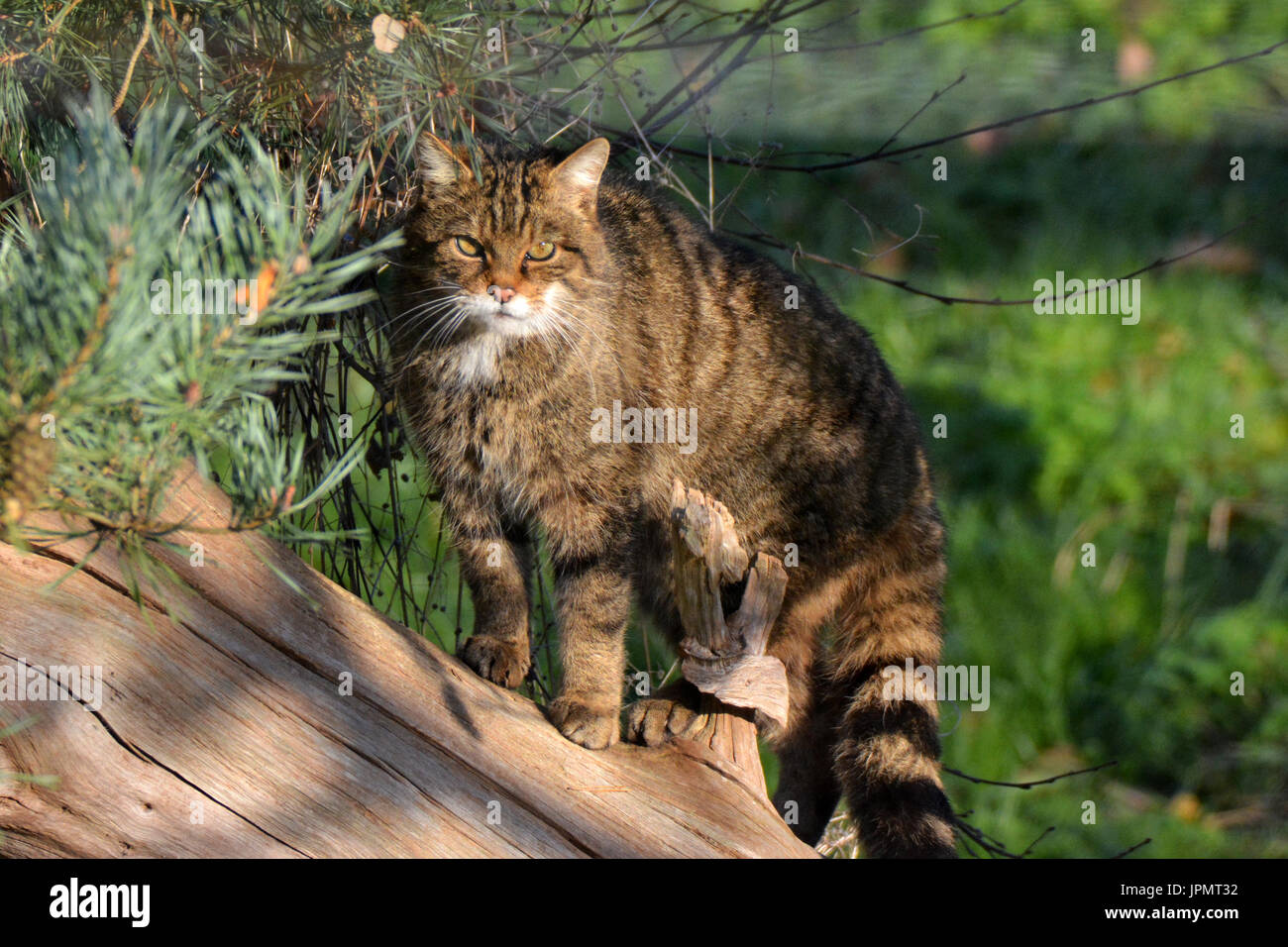 Scottish Wild Cat (Felis silvestris) - rare pure wild cat Stock Photo ...