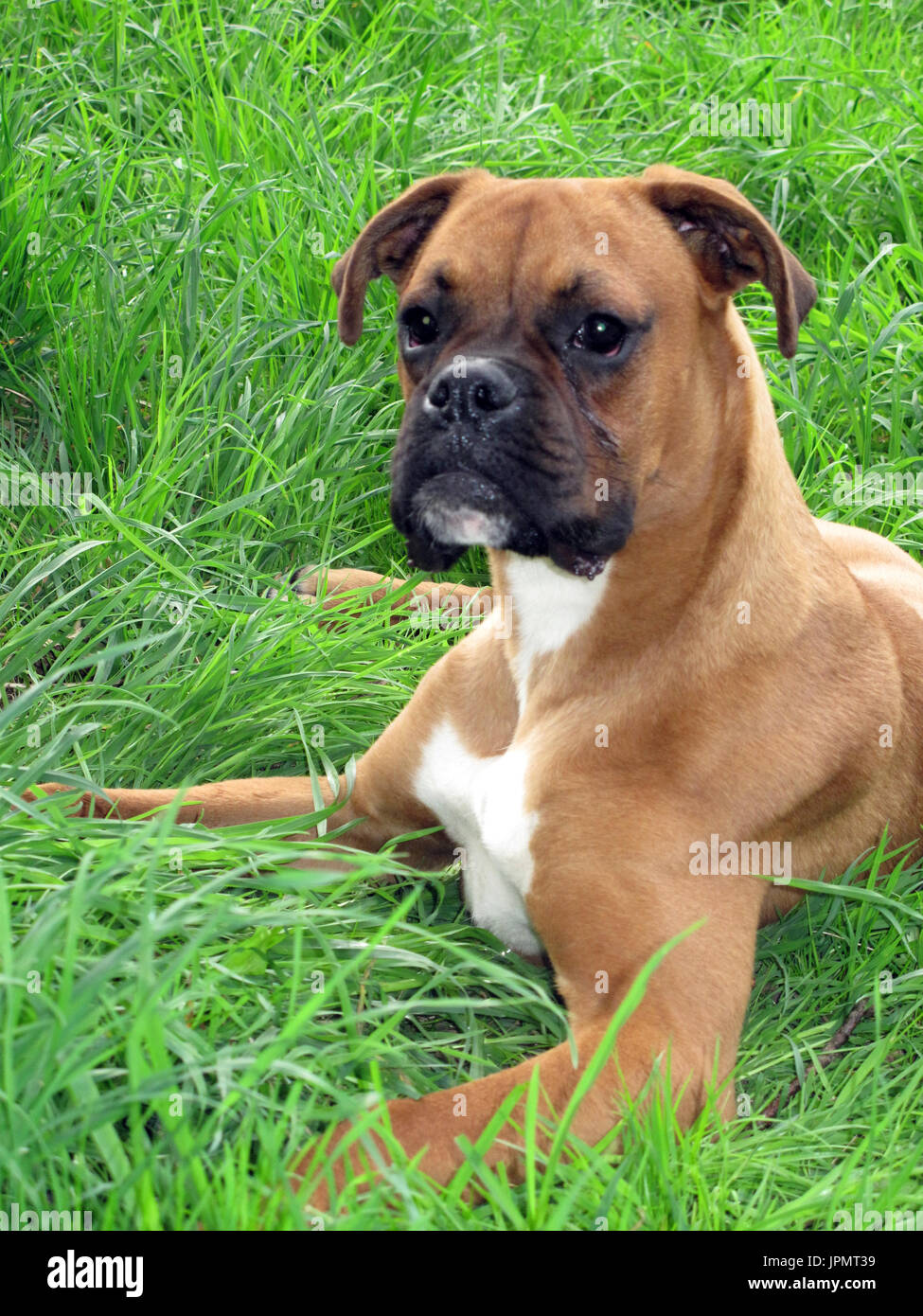 Canine Capers / World of Dog Stock Photo - Alamy