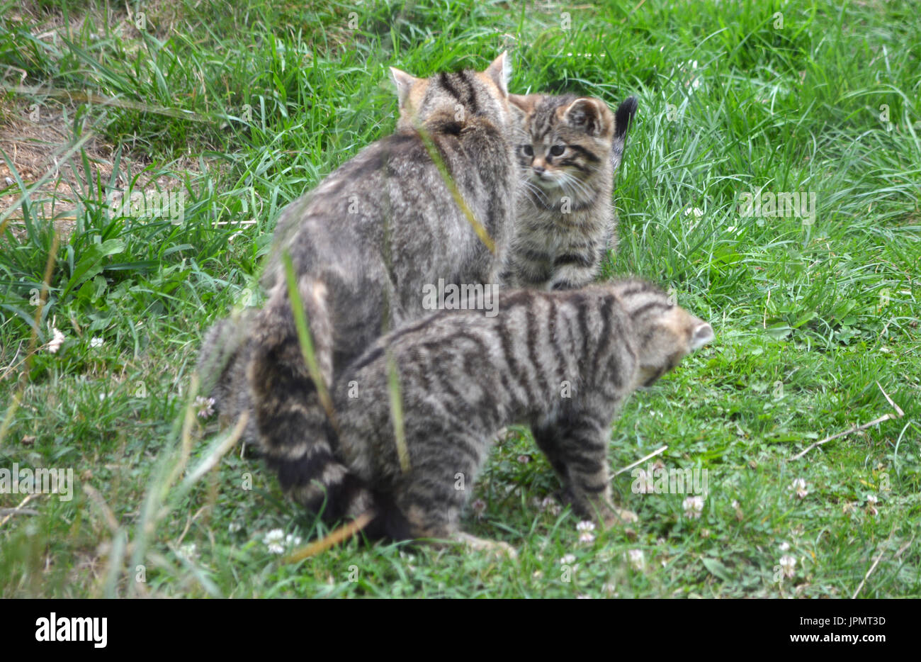 Scottish wildcat kitten scotland hi-res stock photography and images ...