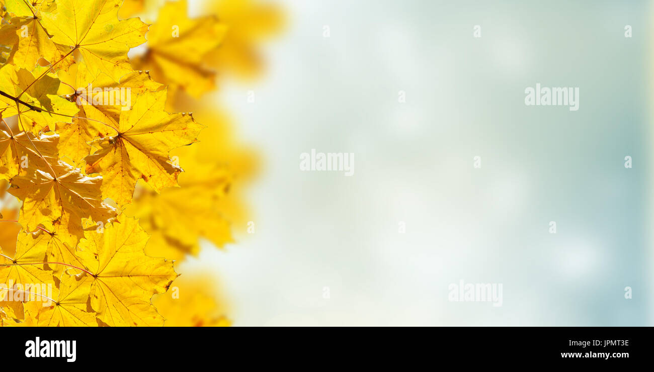 fall yellow and red leaves on blue sky background with sun beams banner ...