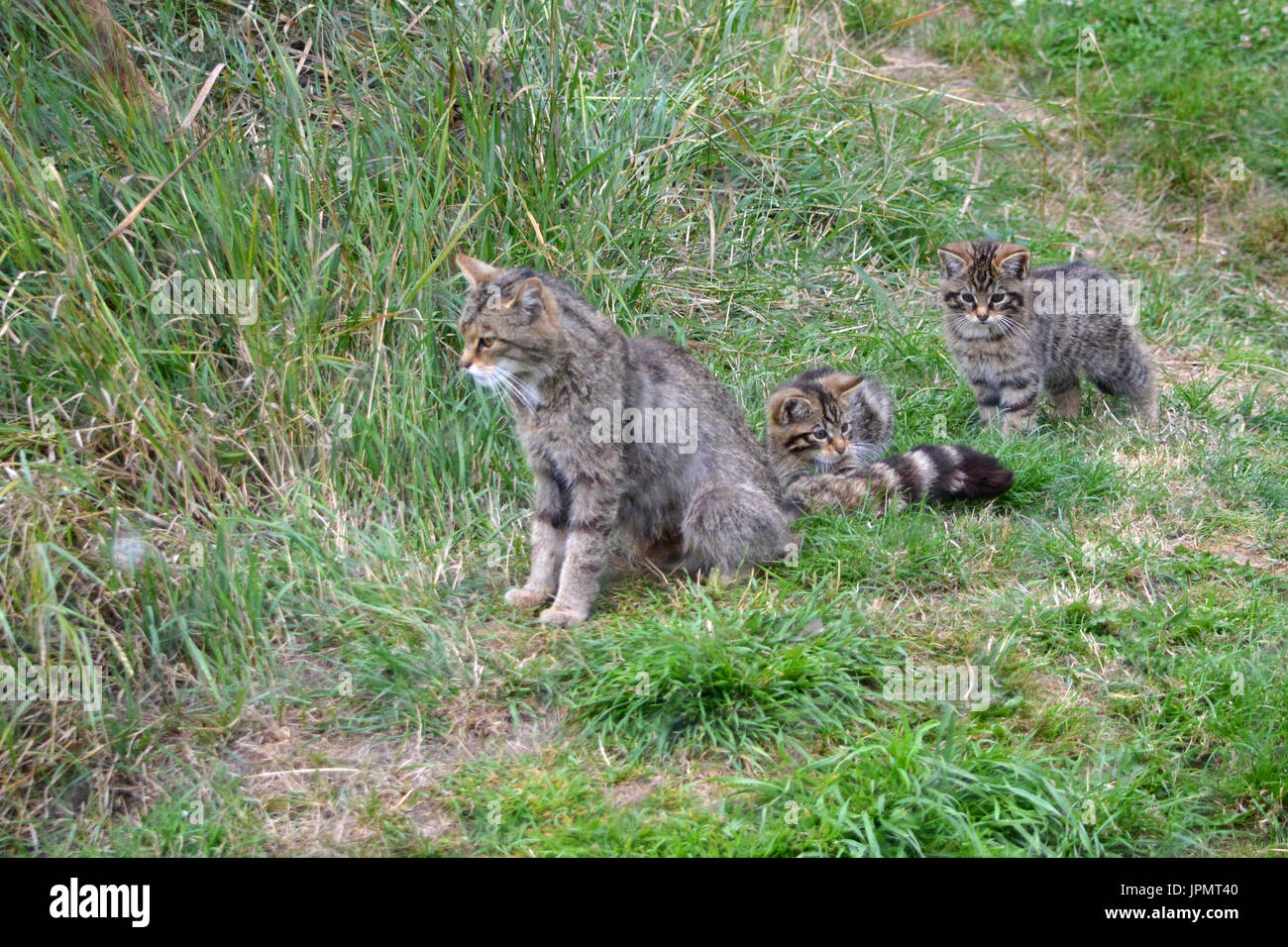 Scottish Wild Cat (Felis silvestris) - rare pure wild cat Stock Photo ...