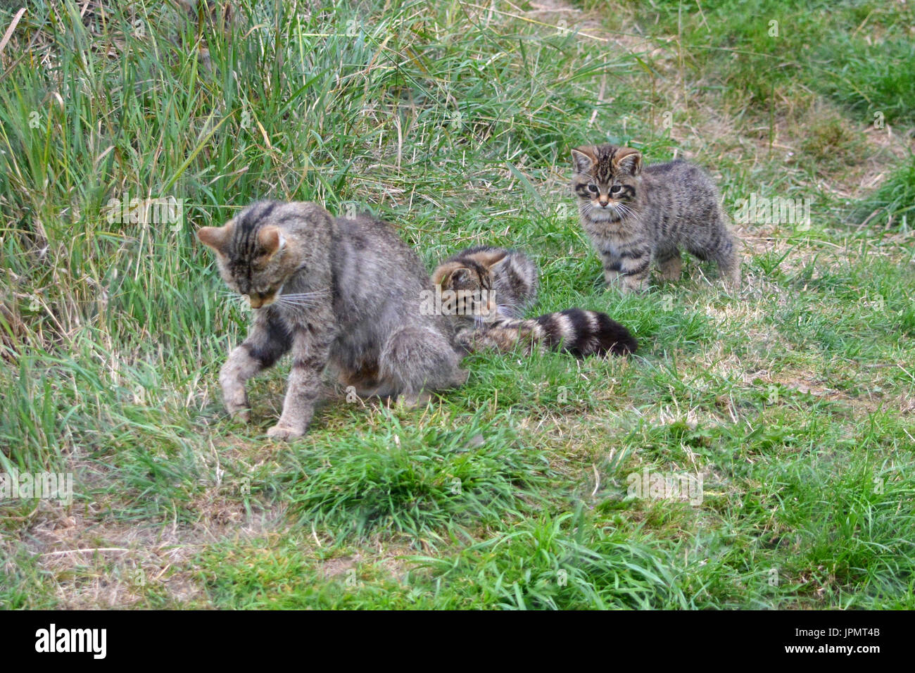 Scottish wildcat kittens hi-res stock photography and images - Alamy