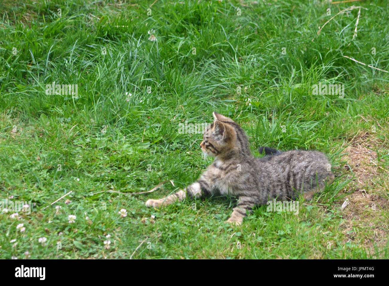 Scottish wildcat kitten hi-res stock photography and images - Alamy