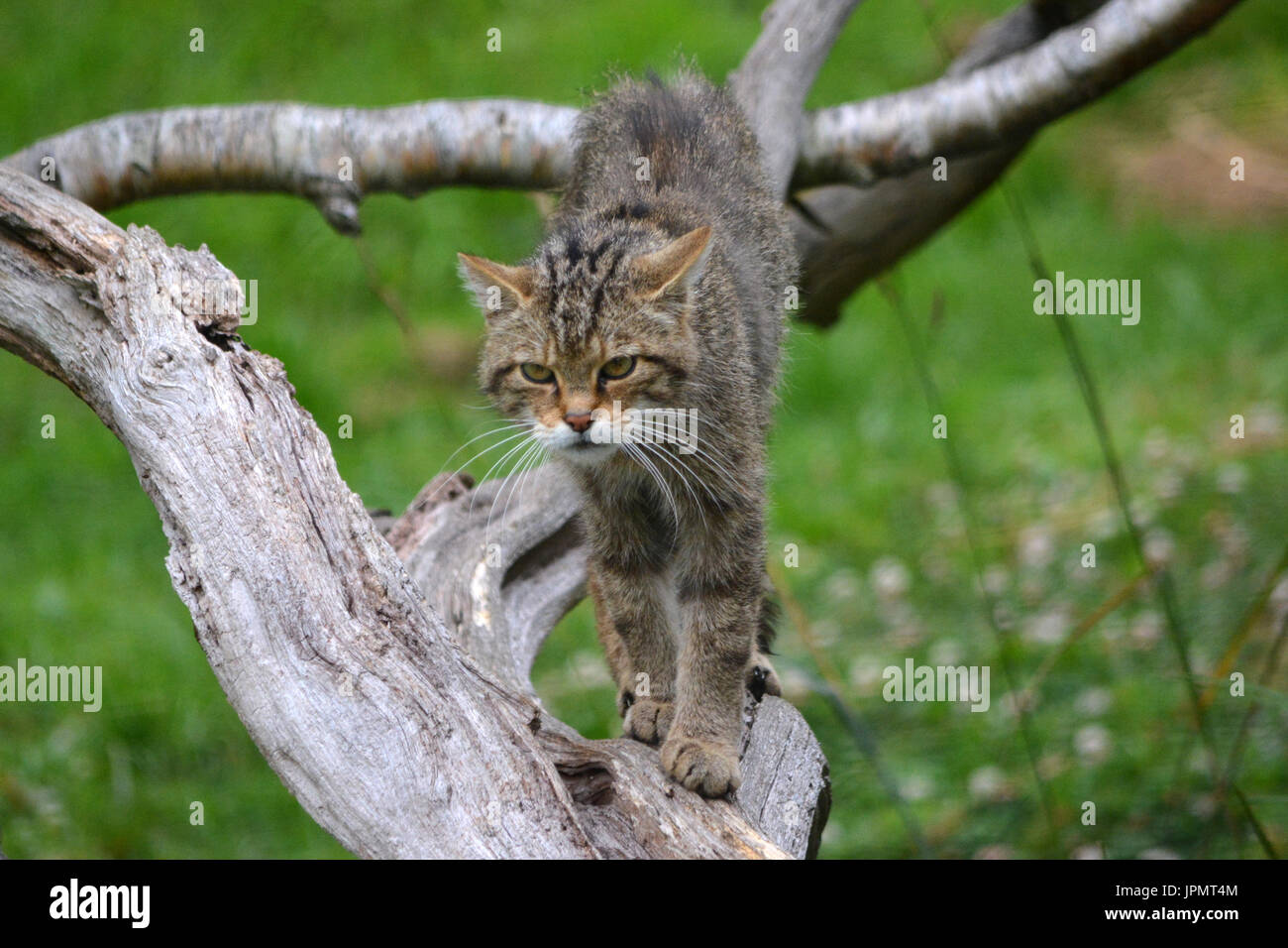 Scottish wildcat kitten scotland hi-res stock photography and images ...