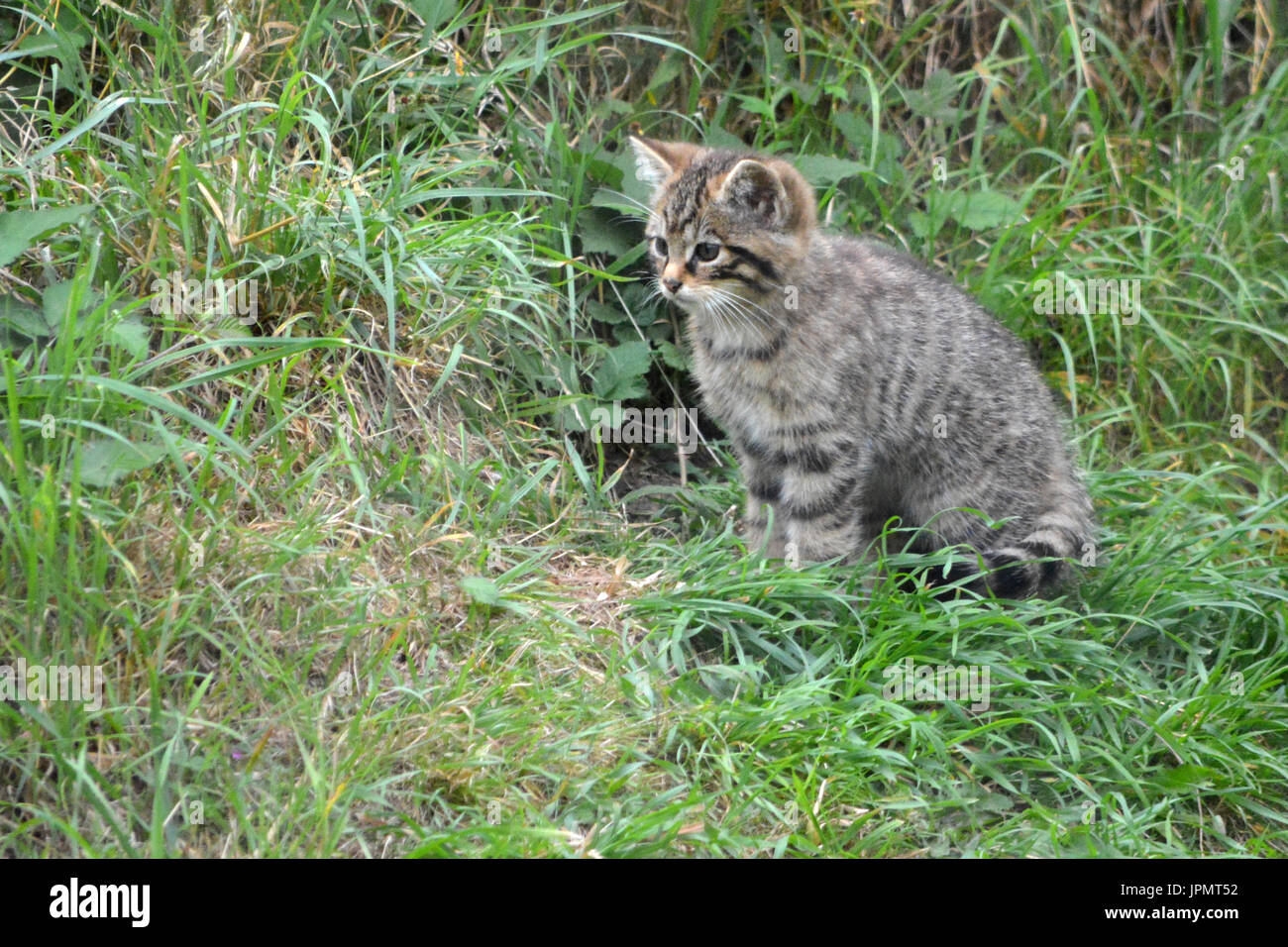 Scottish Wild Cat (Felis silvestris) - rare pure wild cat Stock Photo ...