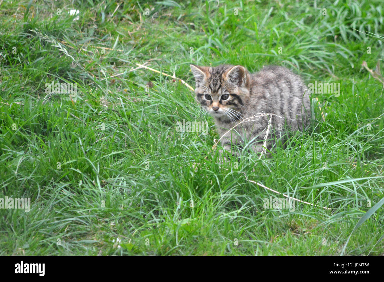 Scottish wildcat kitten scotland hi-res stock photography and images ...