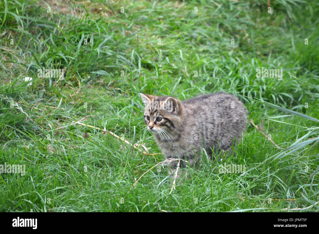 Scottish wildcat kitten scotland hi-res stock photography and images ...
