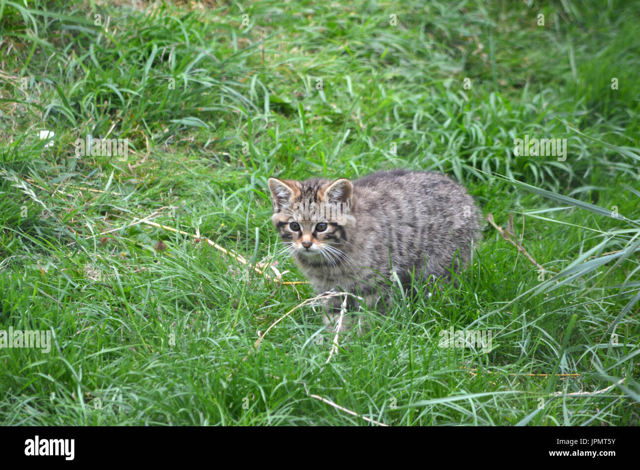 Scottish Wild Cat (Felis silvestris) - rare pure wild cat Stock Photo ...
