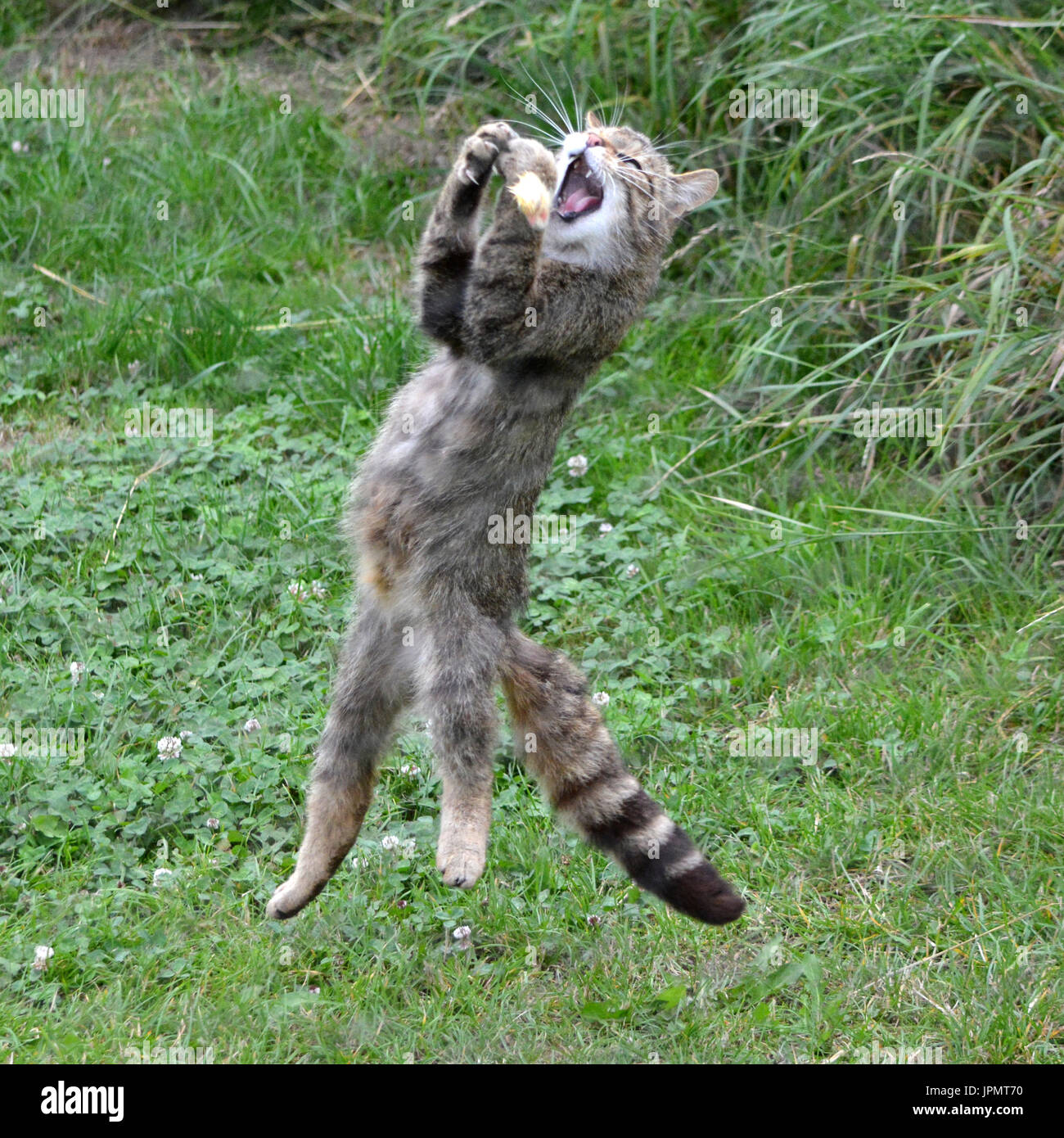 Scottish Wild Cat (Felis silvestris) - rare pure wild cat Stock Photo ...